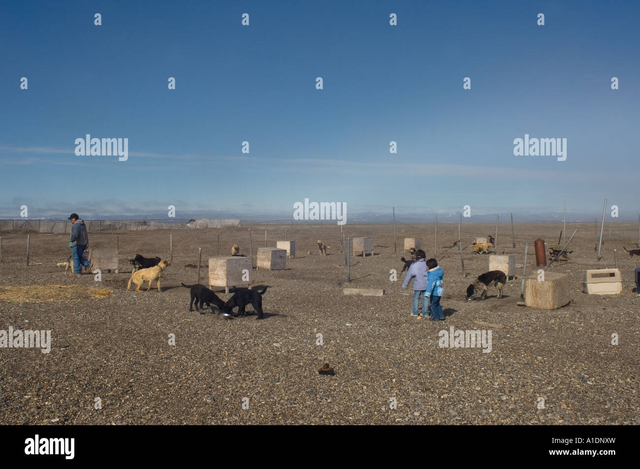 young Inupiat girls check out friendly sled dogs in Point Hope Arctic ...
