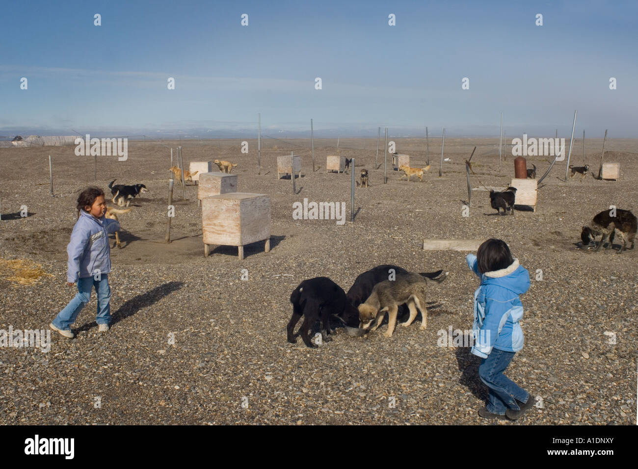 young Inupiat girls check out Russell Lane s friendly sled dogs in ...