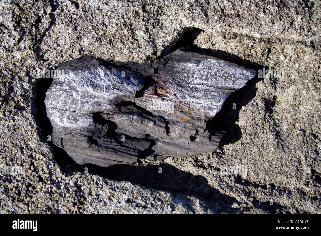 FOSSIL PATTERN IN ROCK Stock Photo - Alamy