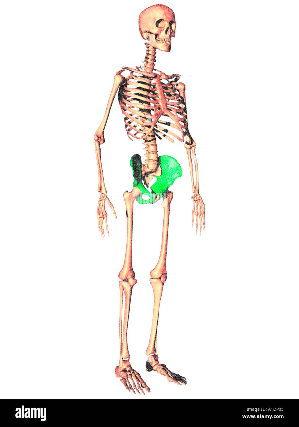 illustration of hip highlighted on human skeleton Stock Photo - Alamy