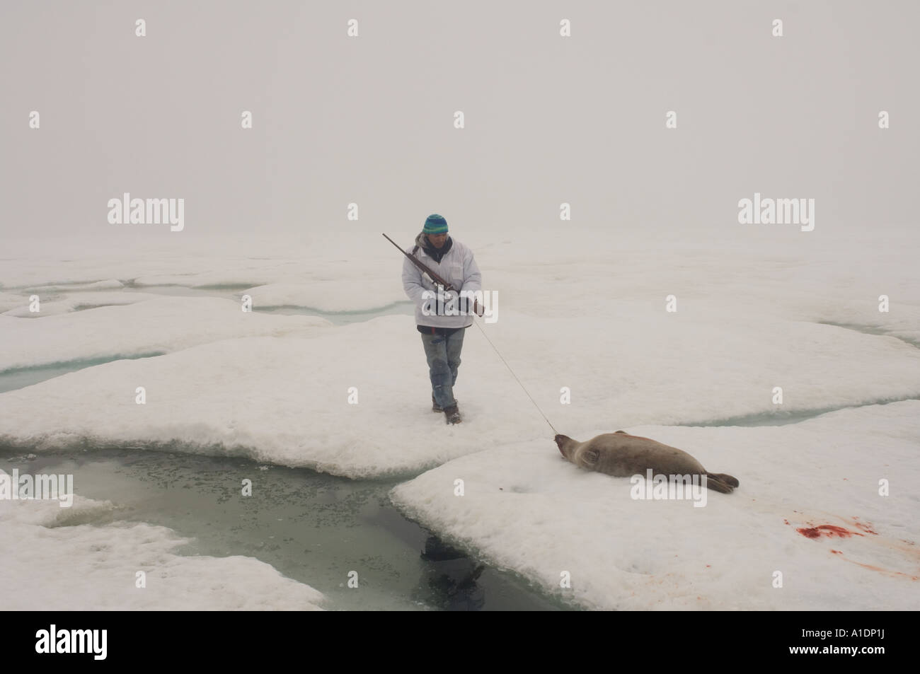 inupiat seal hunter pulls in his ringed seal Phoca hispida catch Point ...