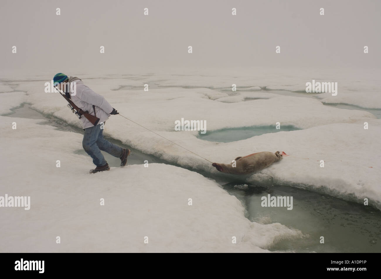 inupiat seal hunter pulls in his ringed seal Phoca hispida catch Point ...