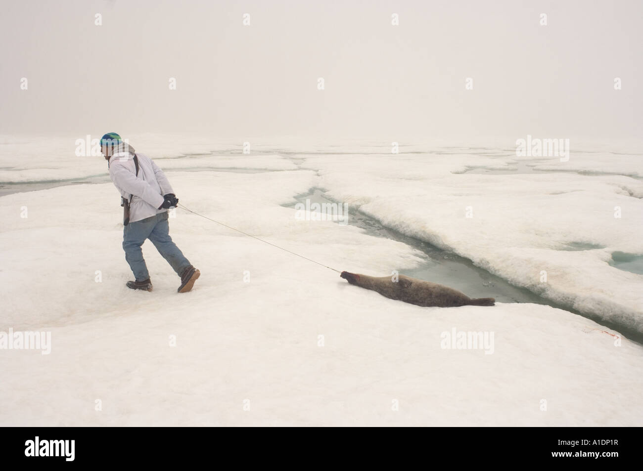 inupiat seal hunter pulls in his ringed seal Phoca hispida catch Point ...