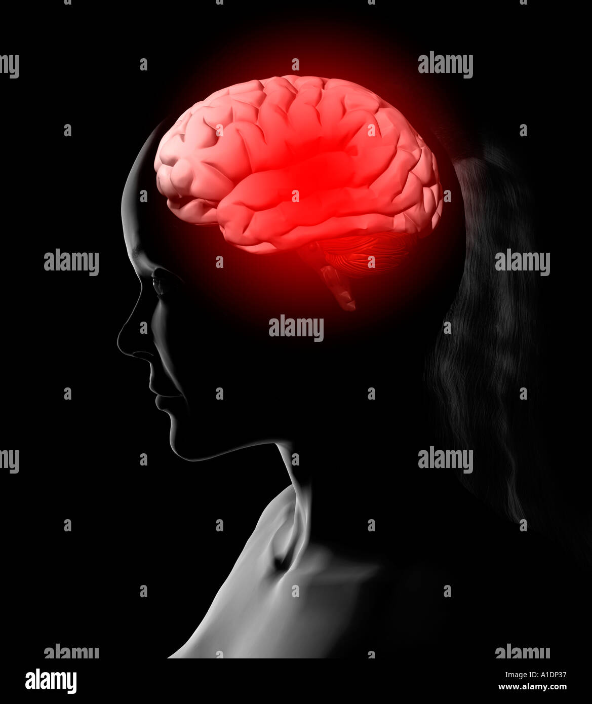 Illustration Of A Woman With Brain Highlighted Red Stock Photo - Alamy