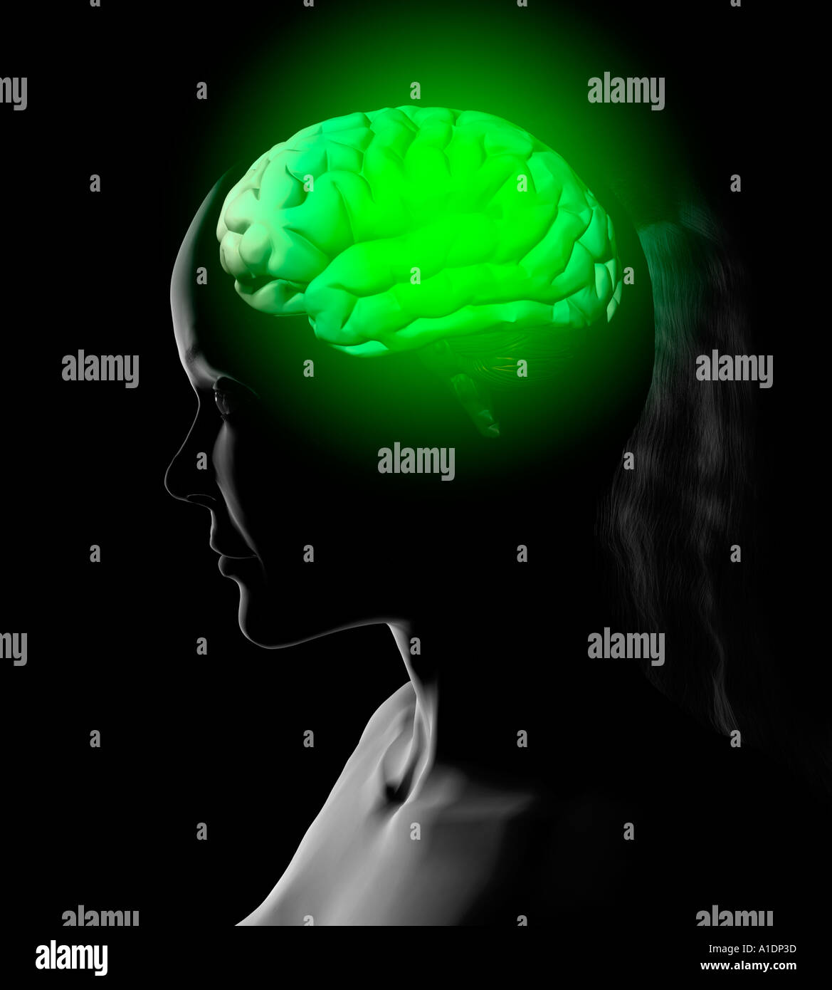 Illustration Of A Woman With Brain Highlighted Green Stock Photo - Alamy
