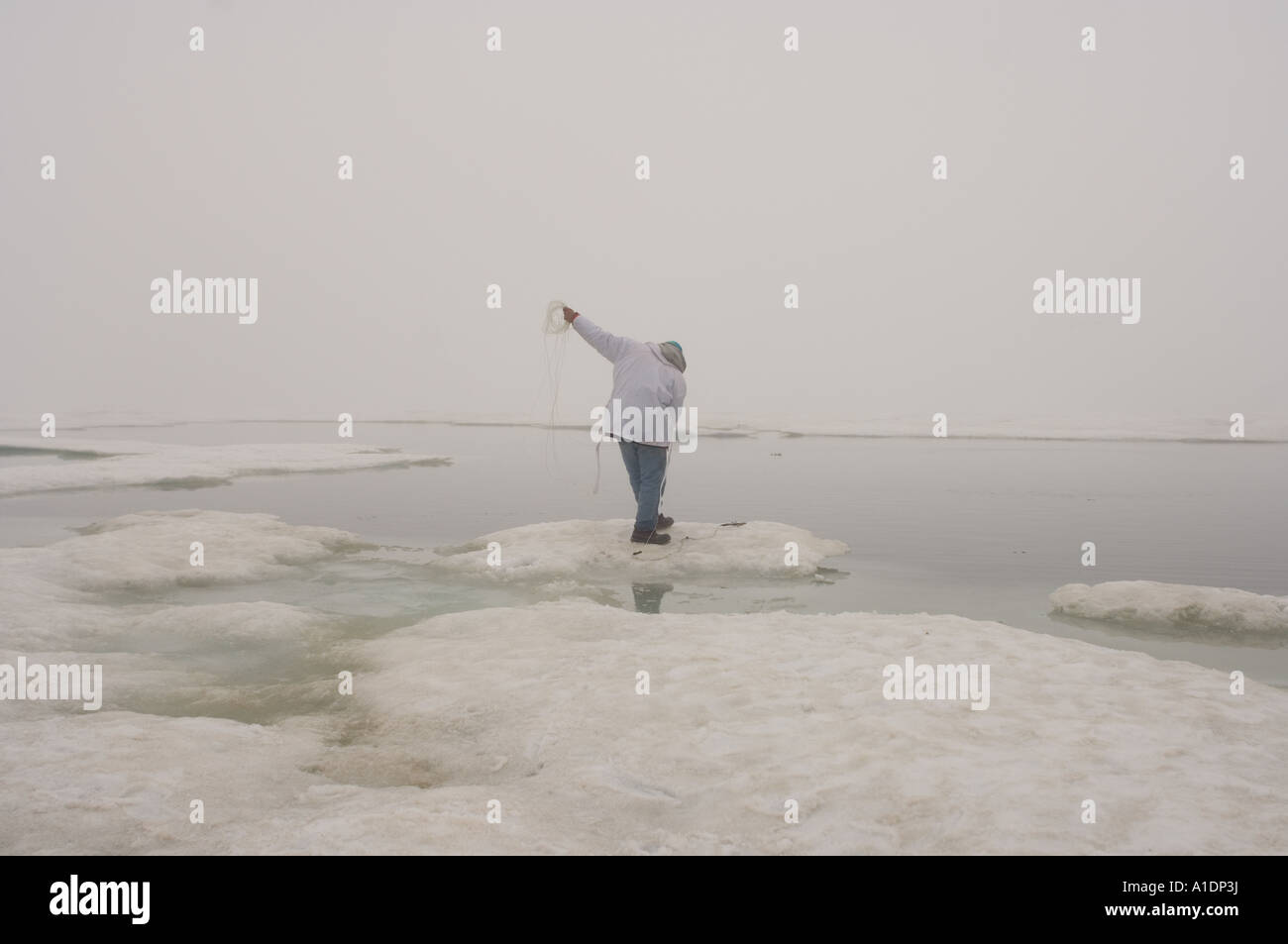 Seal hunter pulling hi-res stock photography and images - Alamy