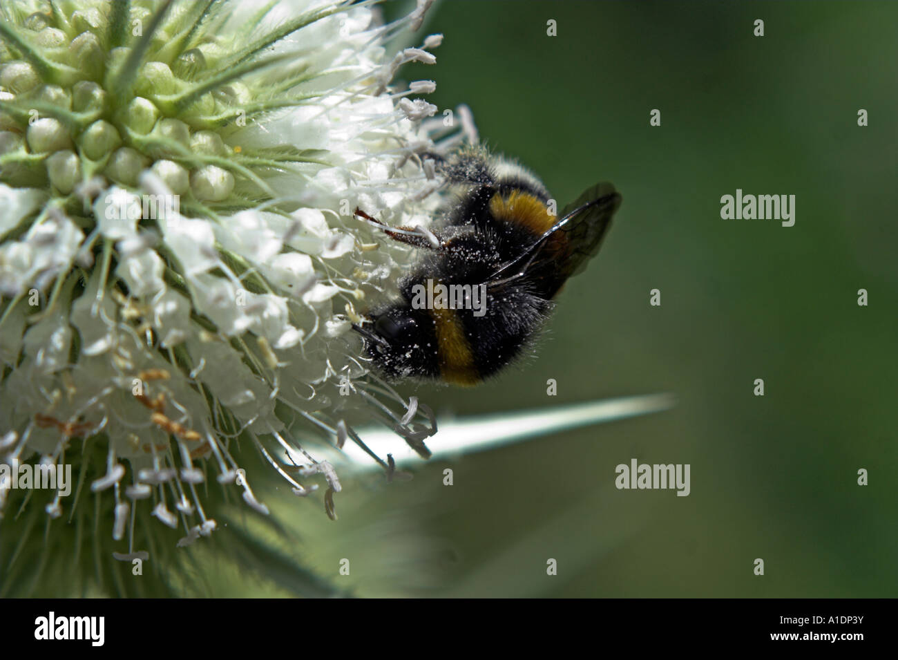 A Bumble Bee Of The Genus Bombus In The Family Apidae On A Thistle On ...