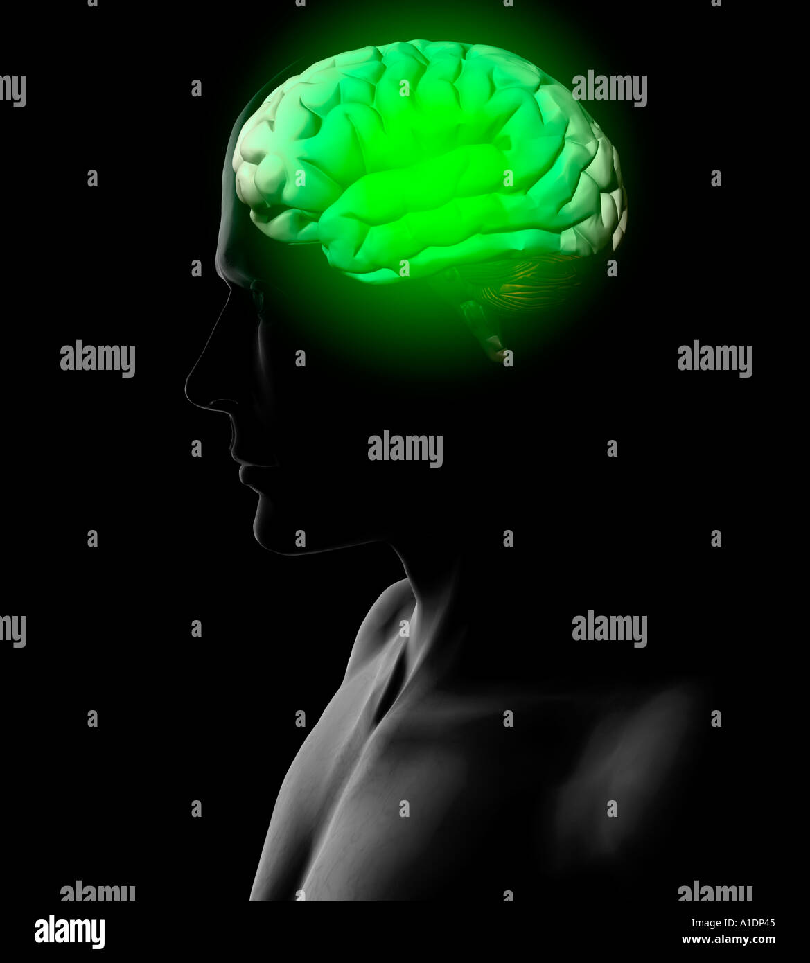 Illustration Of A Man With Brain Highlighted Green Stock Photo - Alamy