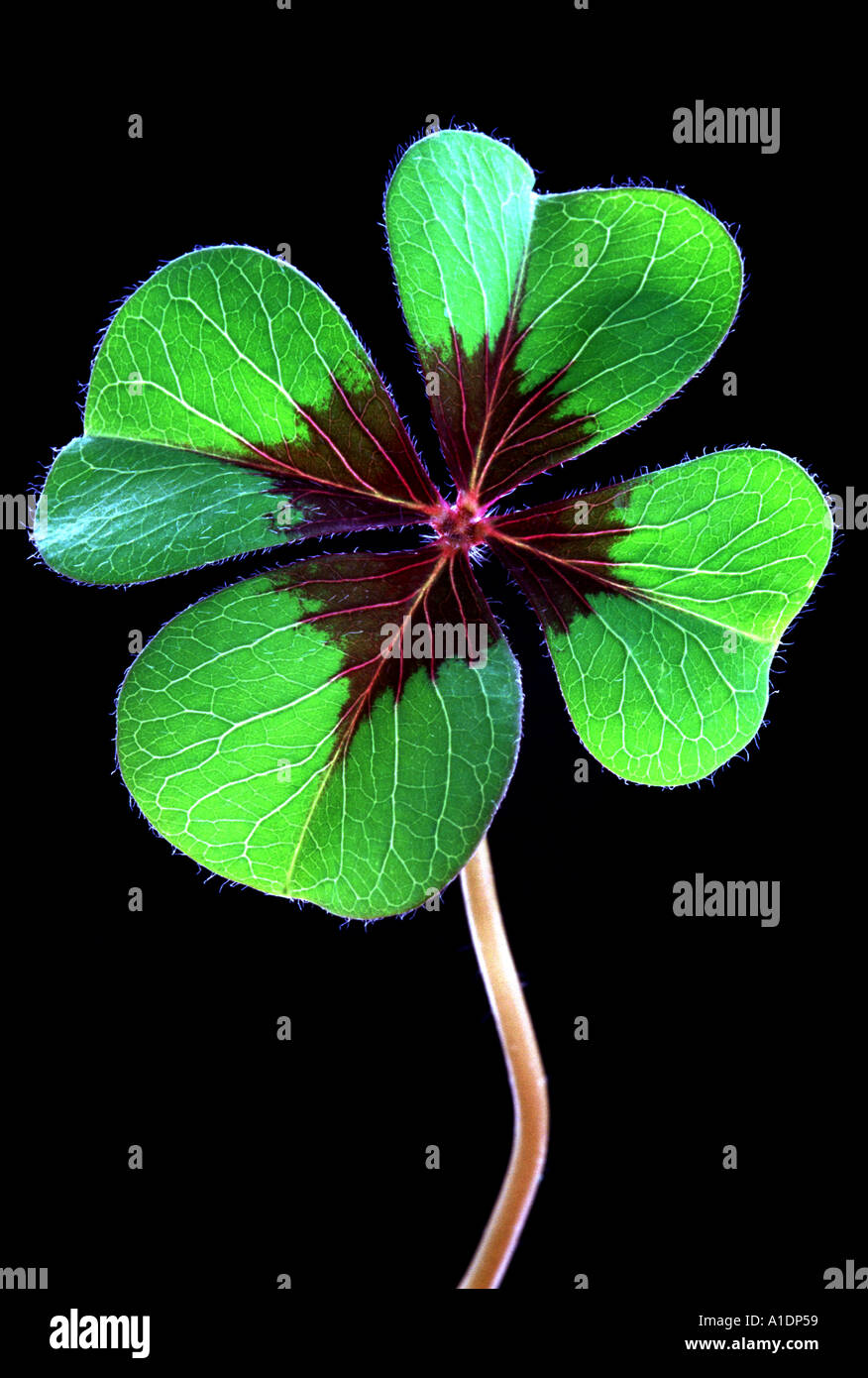 Black four leaf clover hi-res stock photography and images - Alamy