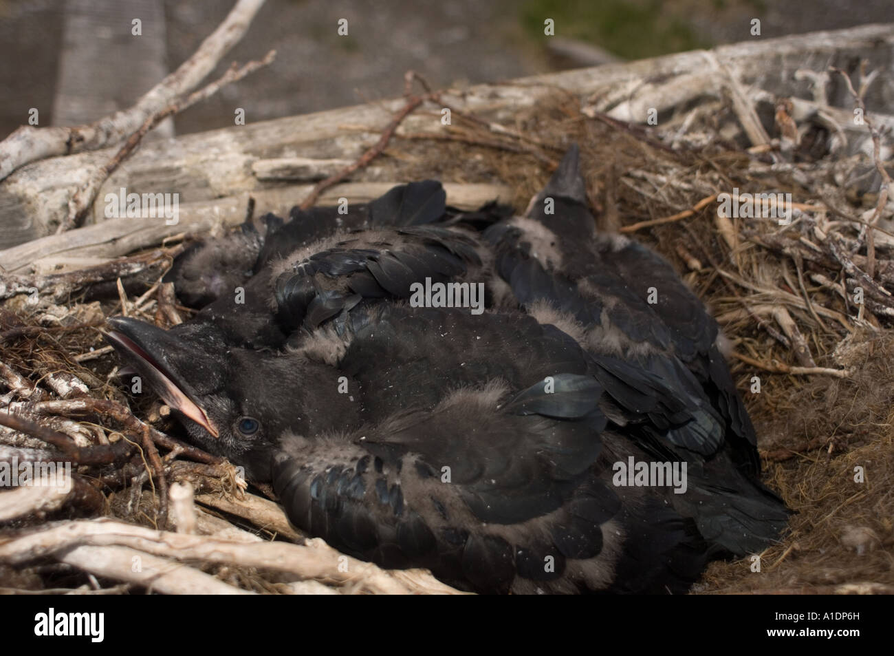 Common Raven Nest Stock Photos & Common Raven Nest Stock Images - Alamy