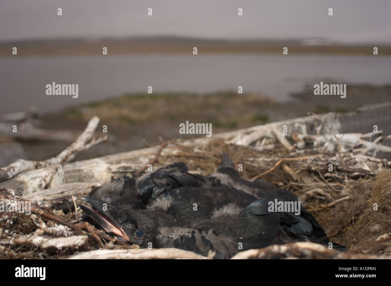 common raven Corvus corax chicks in their nest north of Cape Thompson ...