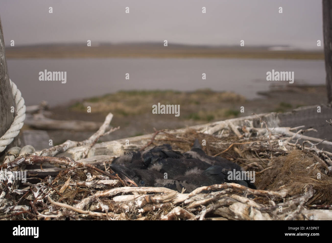 common raven Corvus corax chicks in their nest north of Cape Thompson ...