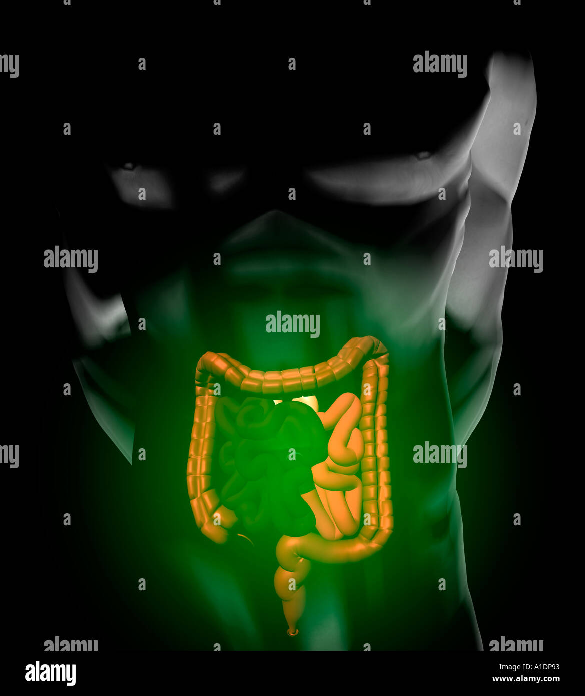 Illustration Of A Man With Intestines Highlighted Stock Photo - Alamy