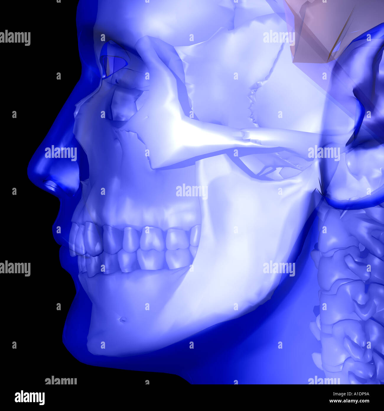 illustration of male head showing skeleton Stock Photo - Alamy