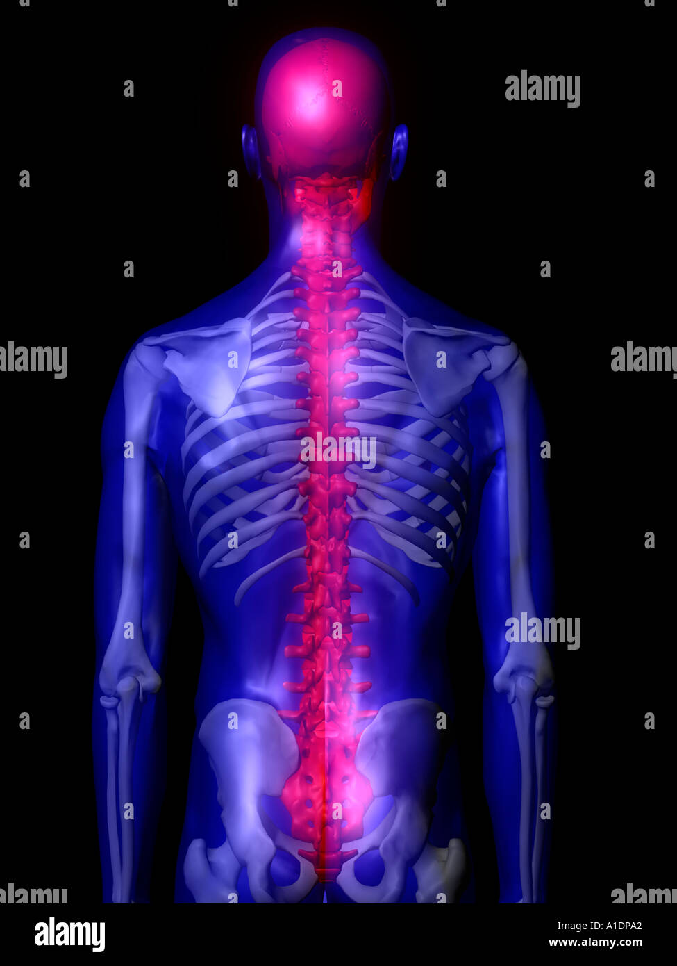 Male back anatomy computer hi-res stock photography and images - Alamy