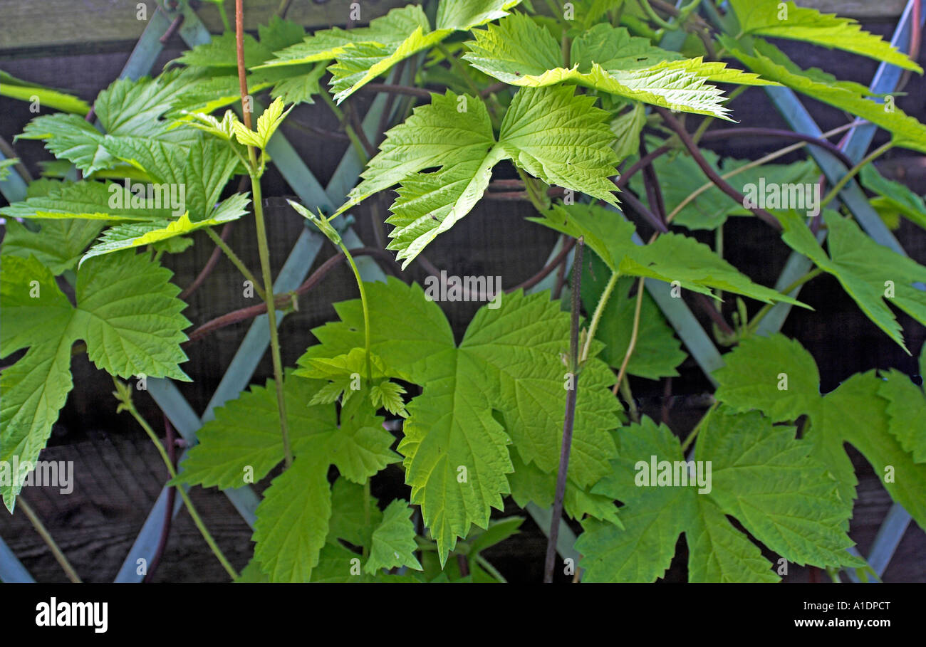 Hops Humulus Lupulus Growing In Kent In England Stock Photo - Alamy