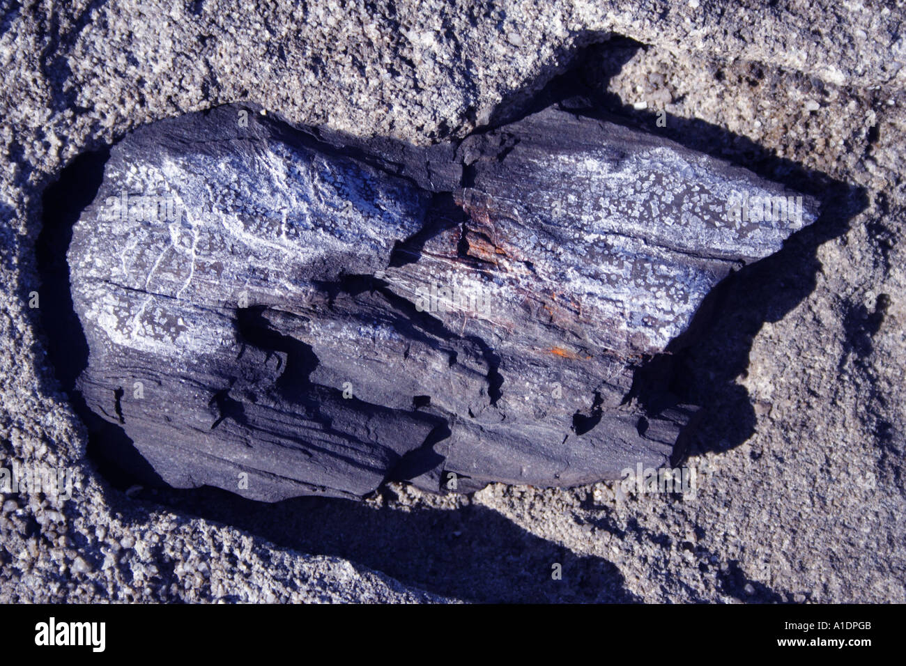 FOSSIL PATTERN IN ROCK BLUE TONE Stock Photo - Alamy