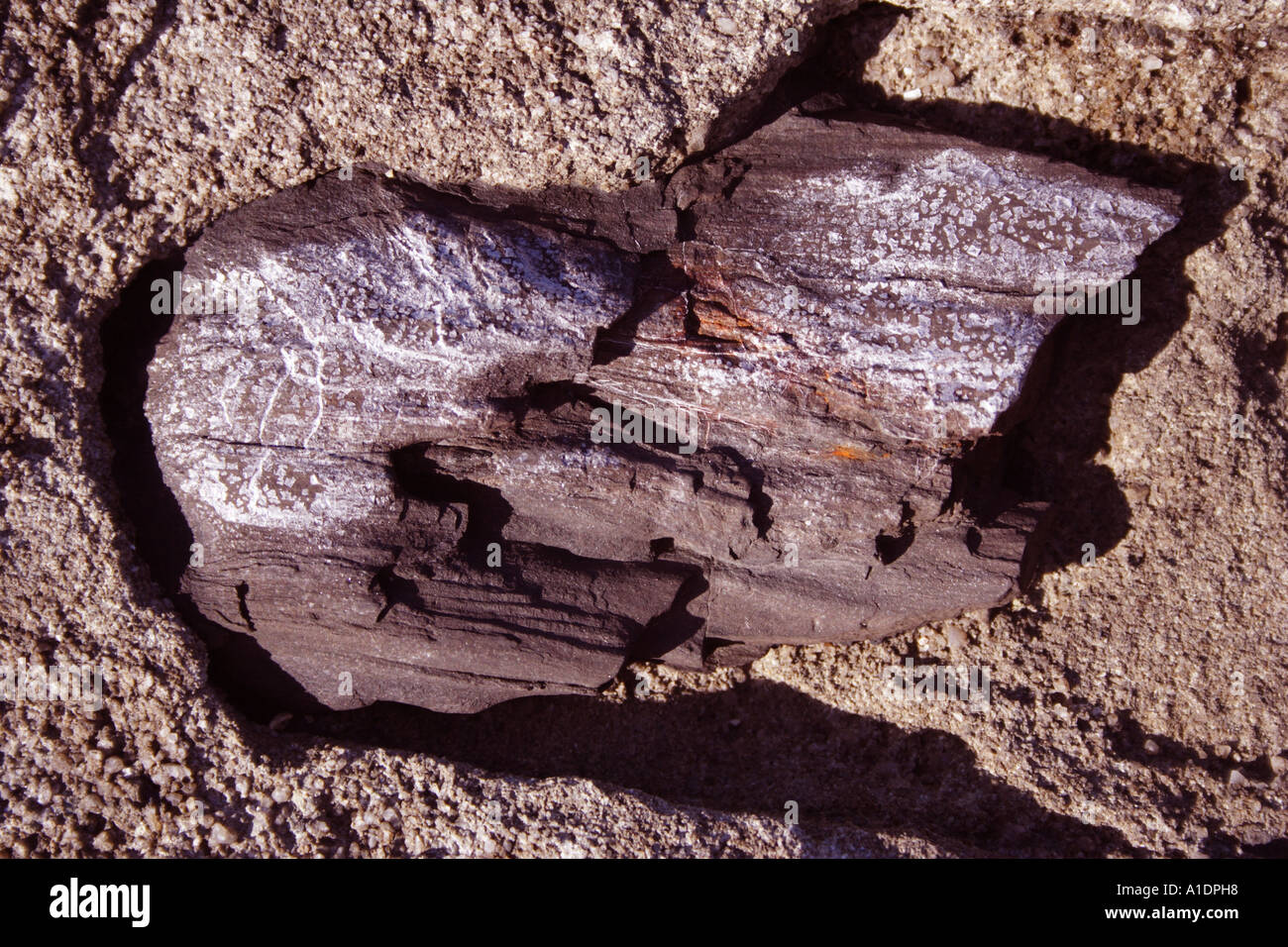 FOSSIL PATTERN IN ROCK RED TONE Stock Photo - Alamy