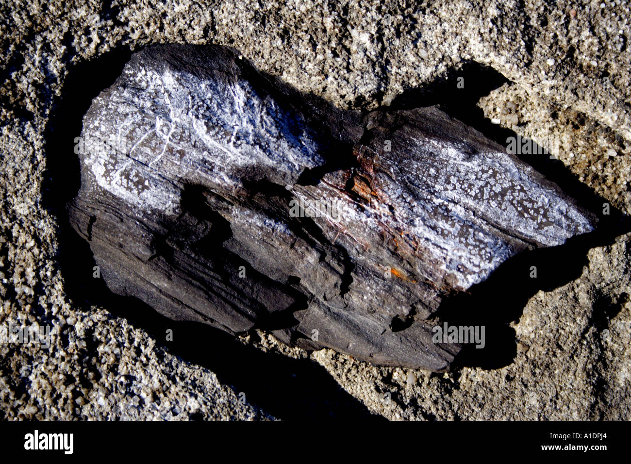 FOSSIL PATTERN IN ROCK Stock Photo - Alamy