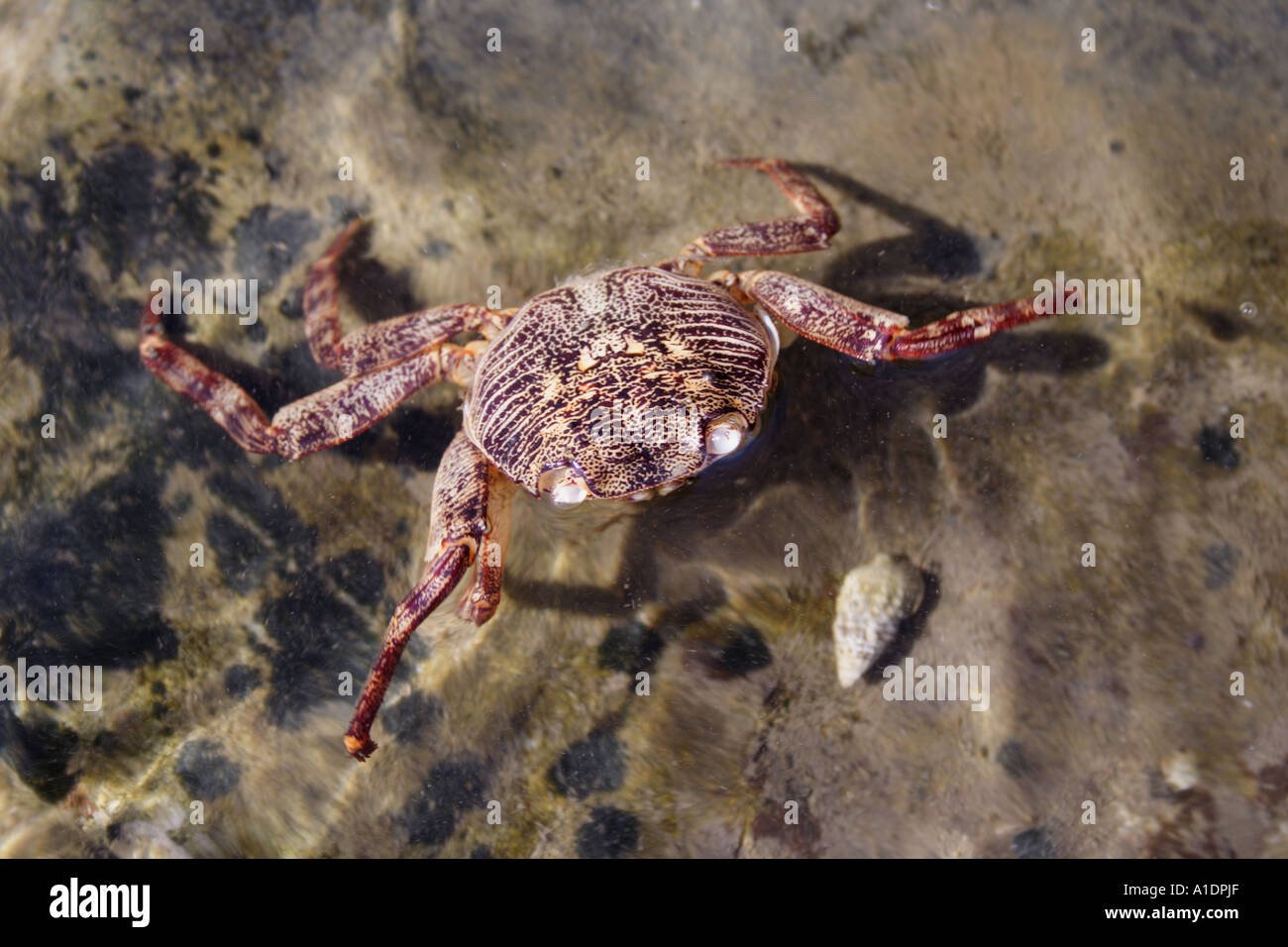 CRAB BEING WASHED ALONG IN TIDAL POOL HORIZONTAL BAPDB4266 HORIZONTAL ...