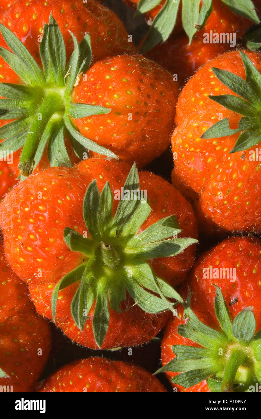 Strawberries From Kent, England Stock Photo - Alamy
