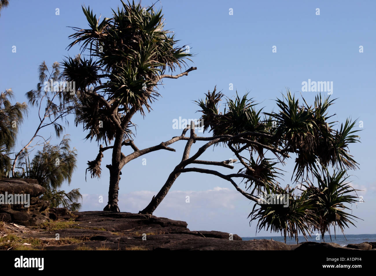 Knurled tree hi-res stock photography and images - Alamy