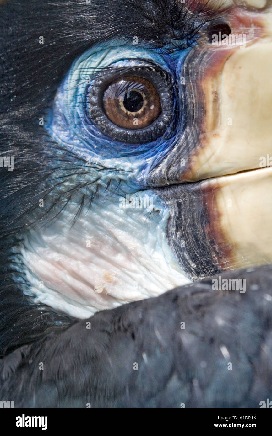 Toucan macro hi-res stock photography and images - Alamy