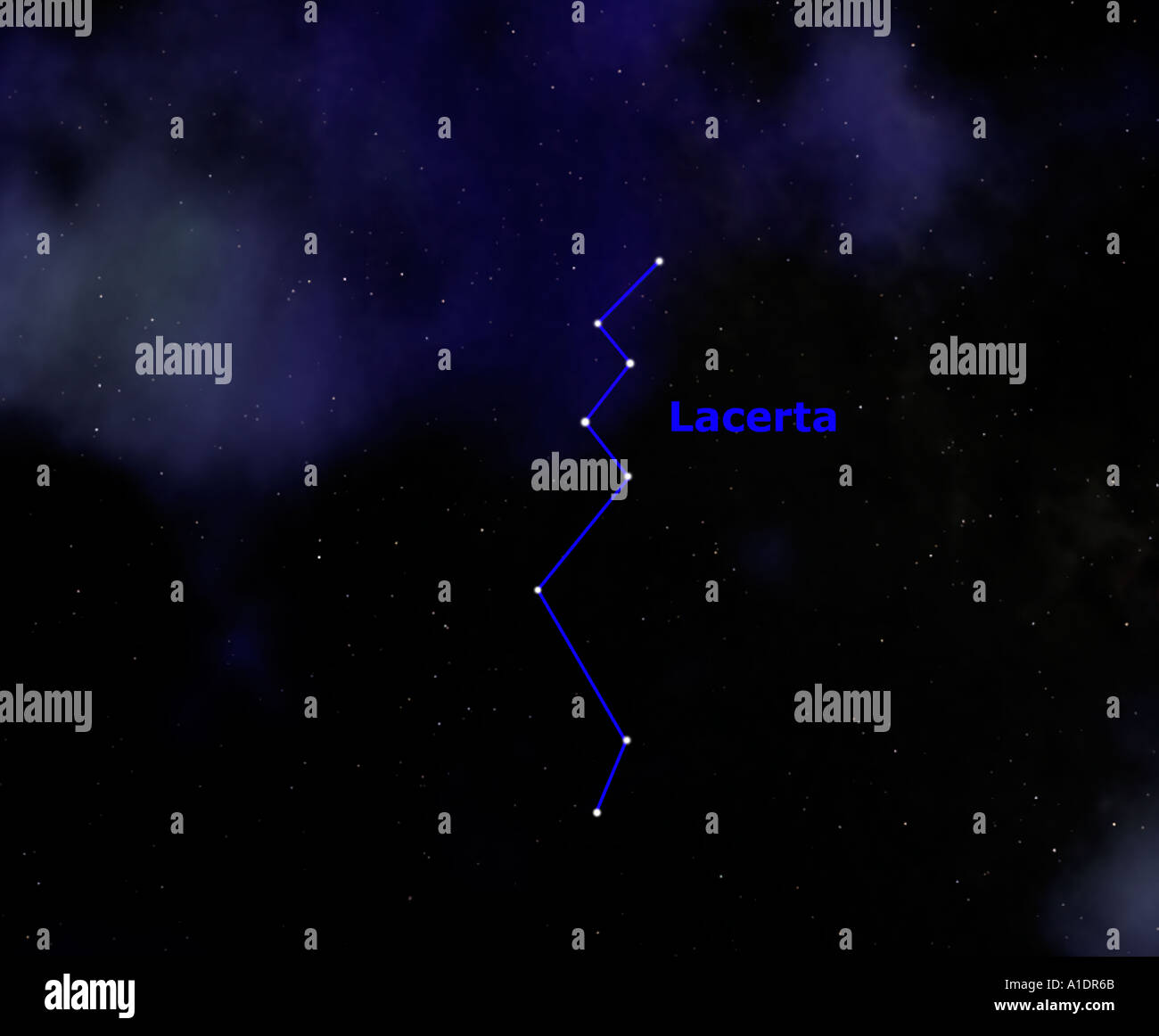lacerta Constellation Showing Name And Sign Stock Photo - Alamy