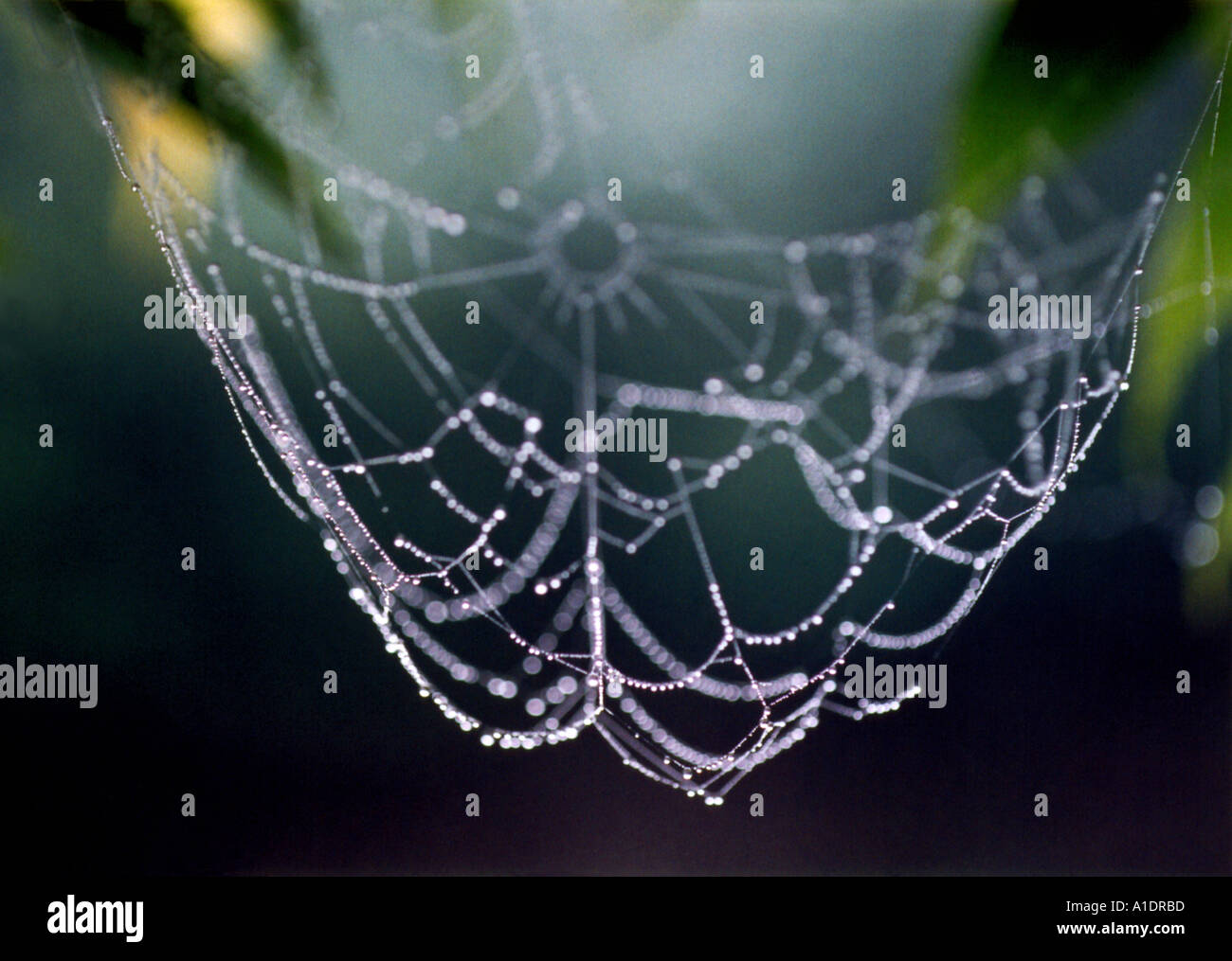 Cobweb festooned hi-res stock photography and images - Alamy