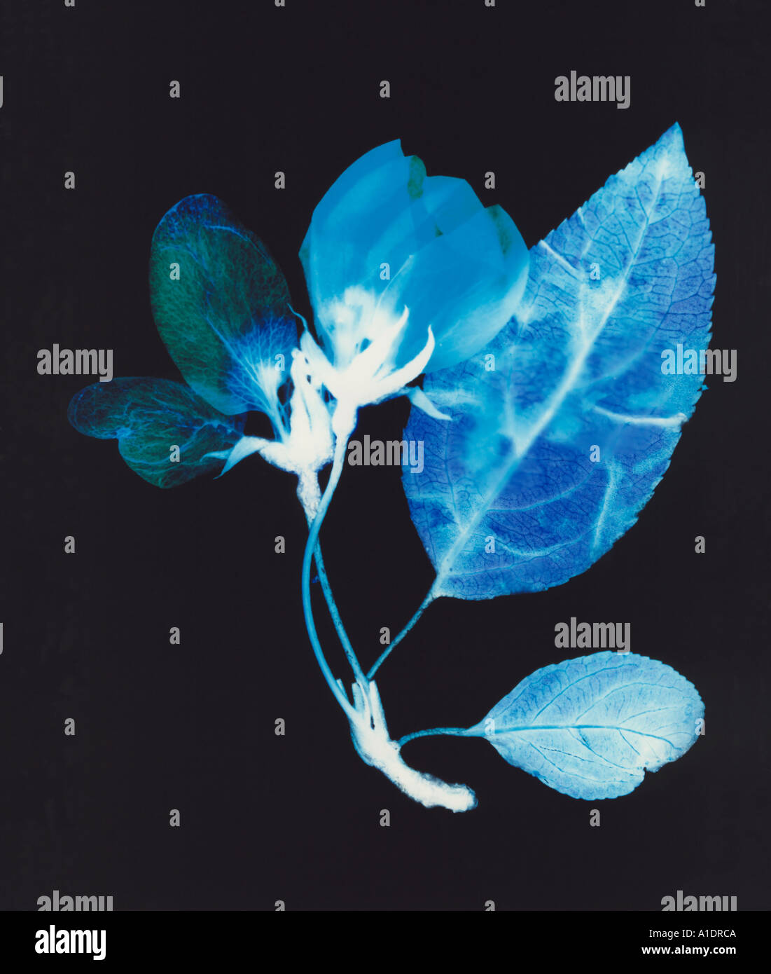 Photogram hi-res stock photography and images - Alamy