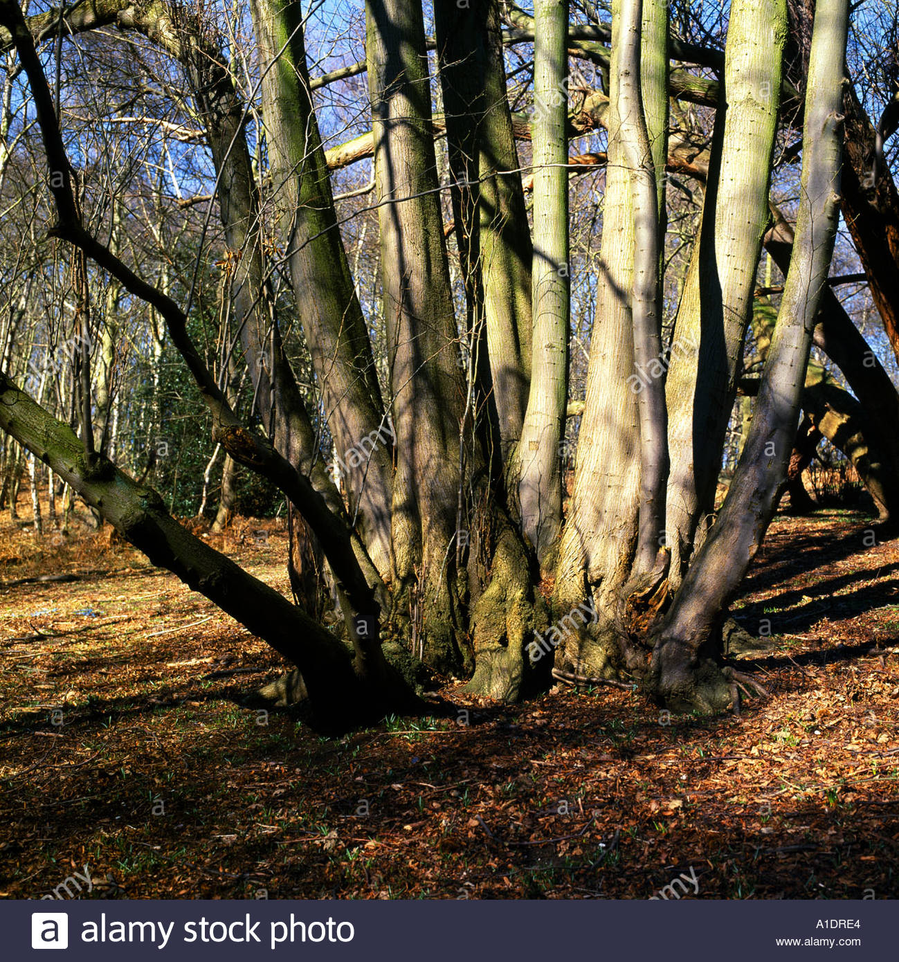 Hopwas Hays ancient woodland, Tamworth, UK, Spring Stock Photo - Alamy