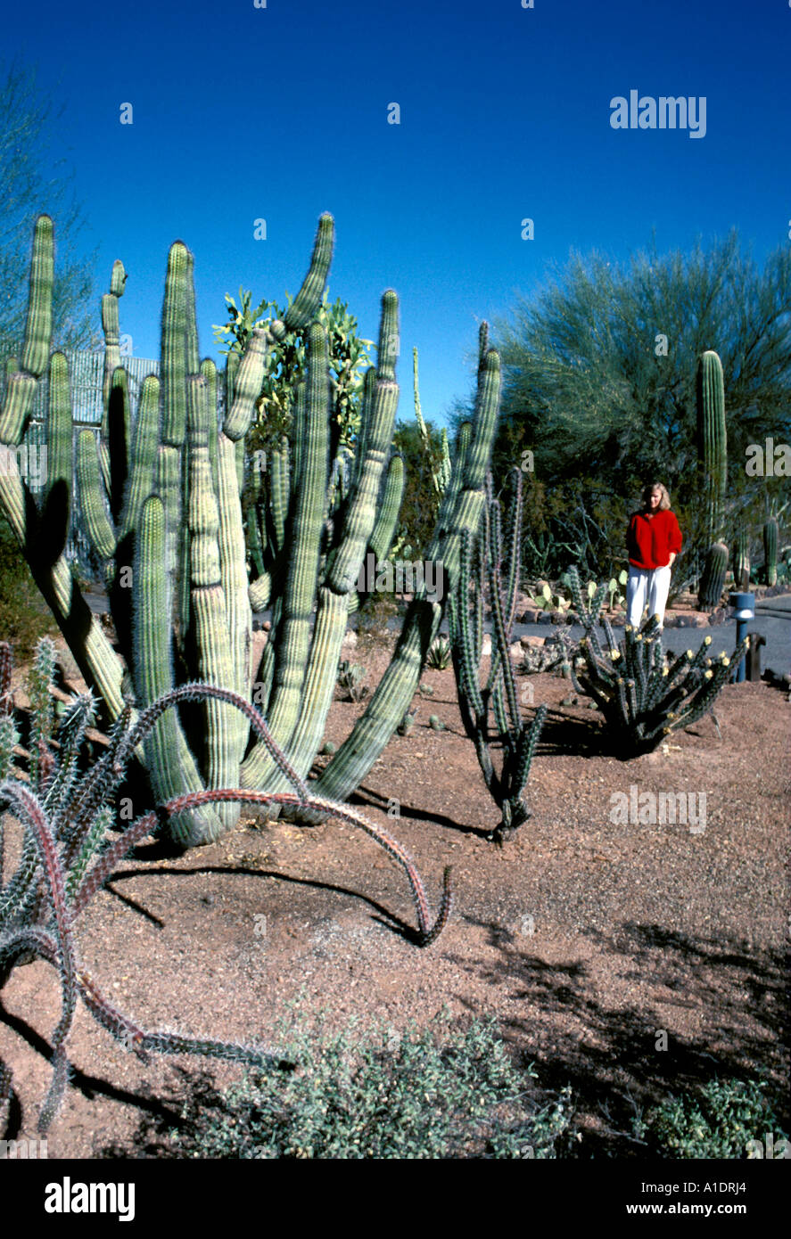 Cactus phoenix botanical garden arizona hi-res stock photography and ...