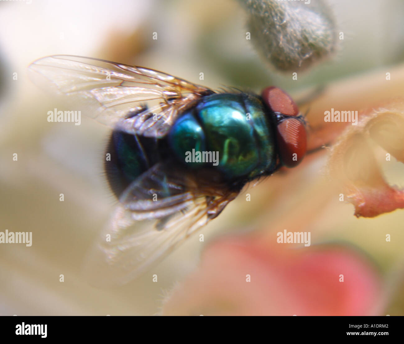 Bluebottle australia hi-res stock photography and images - Alamy