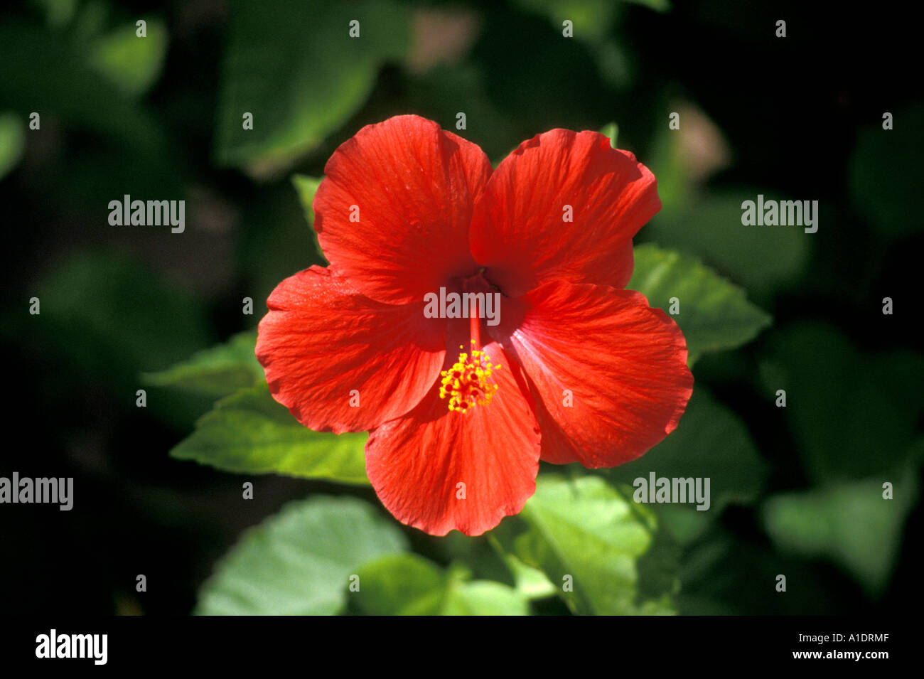 Bahamas Colorful Caribbean flower flora hibiscus Stock Photo - Alamy