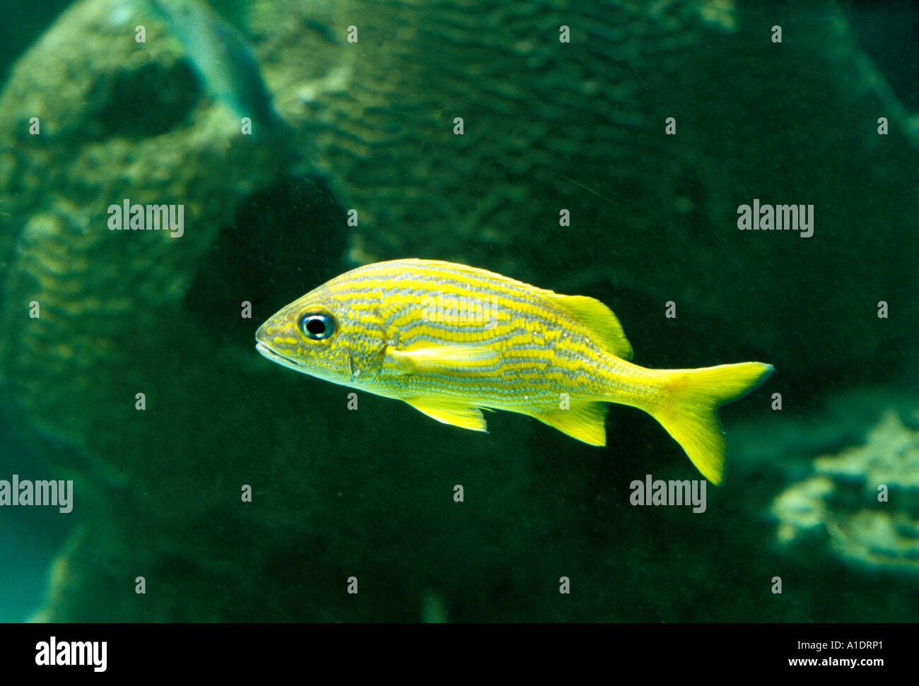 Bahamas Colorful reef fish underwater coral reef Stock Photo - Alamy