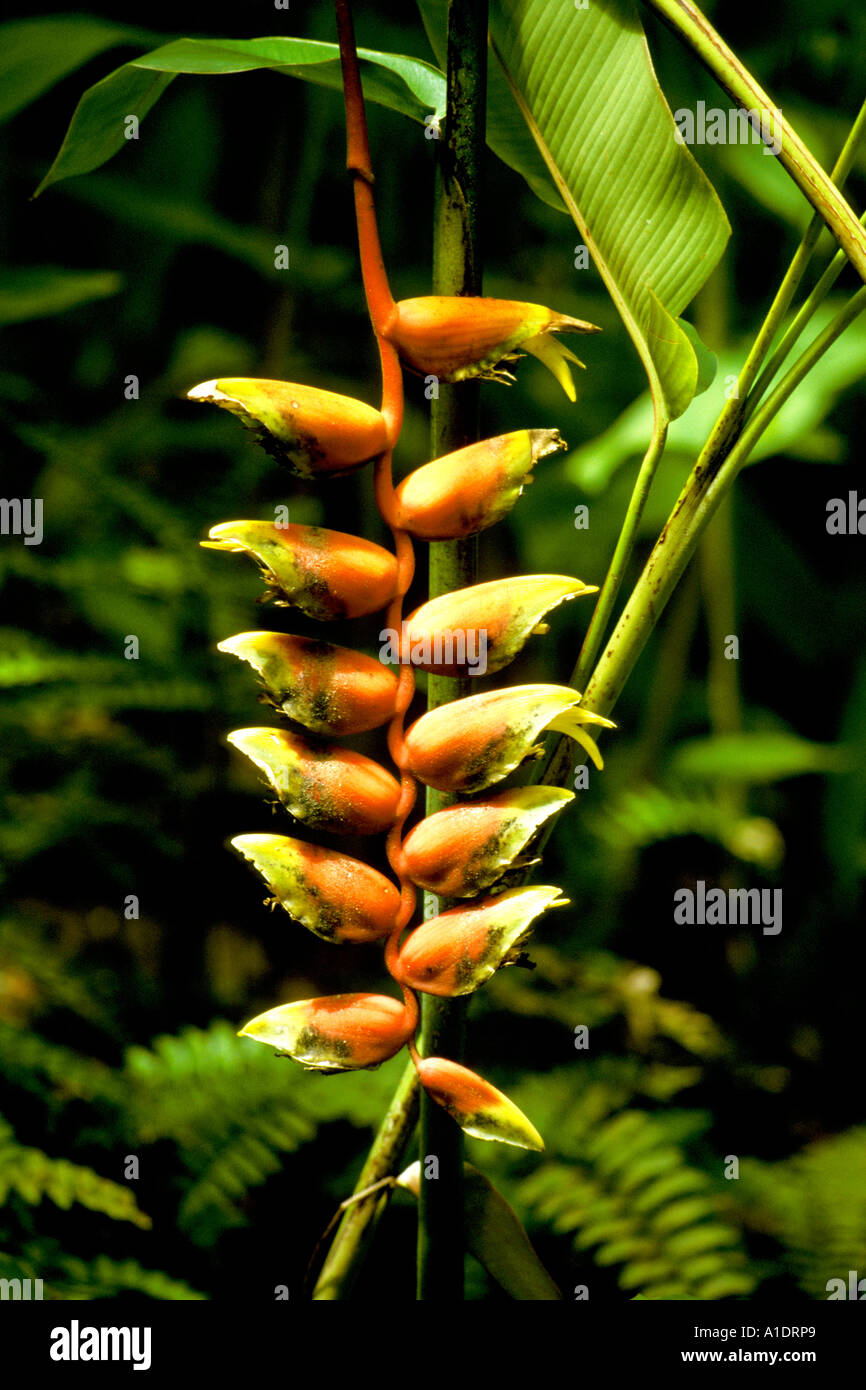 Bahamas colorful caribbean flower flora hi-res stock photography and ...