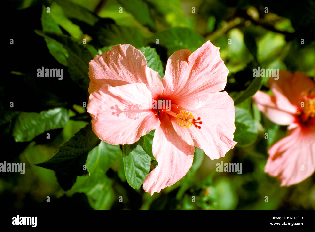 Bahamas colorful caribbean flower flora hi-res stock photography and ...