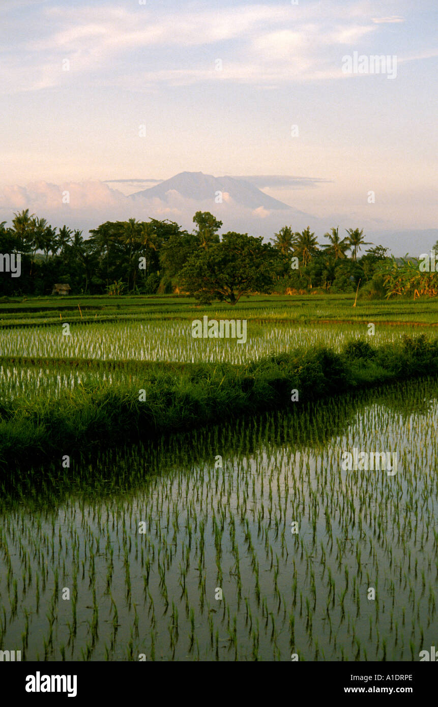 Indonesia Bali Rice paddy rice field newly planted rice and Mt Agung ...