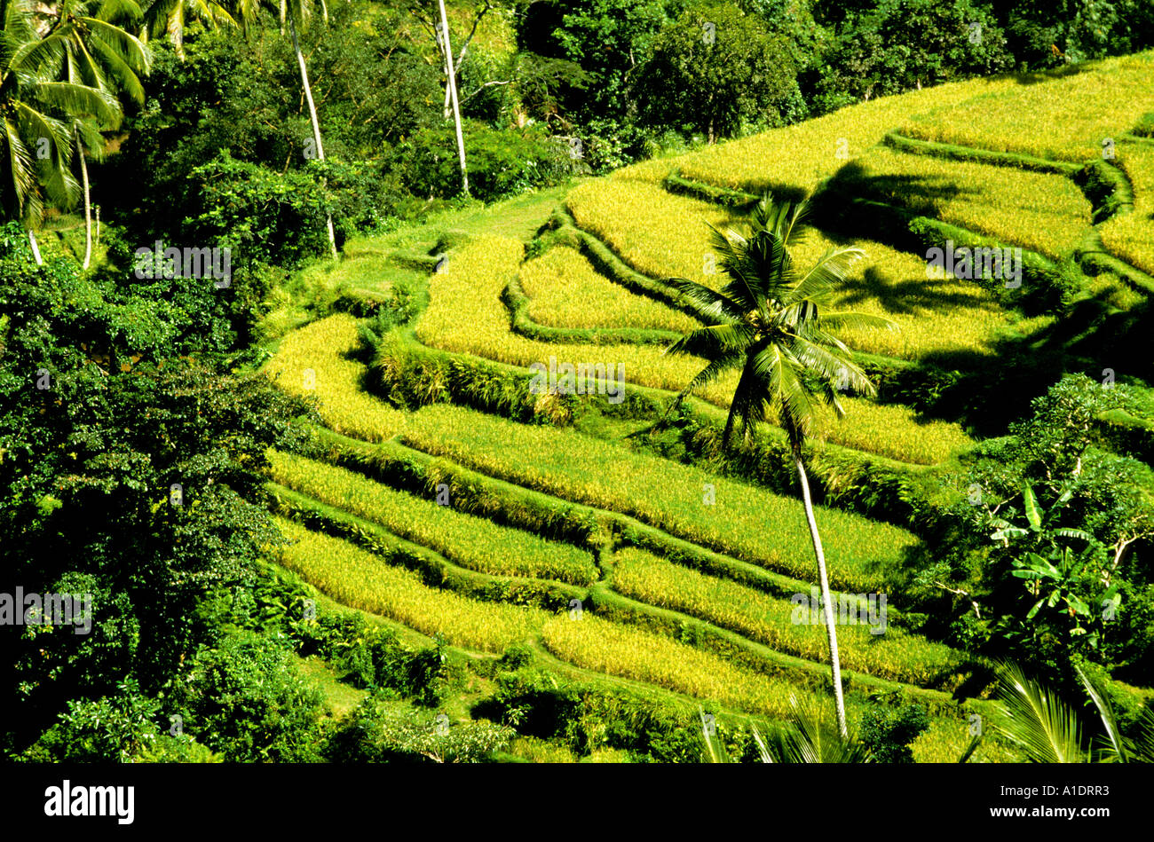 Indonesia Bali Rice paddy terraces terraced rice field newly planted ...