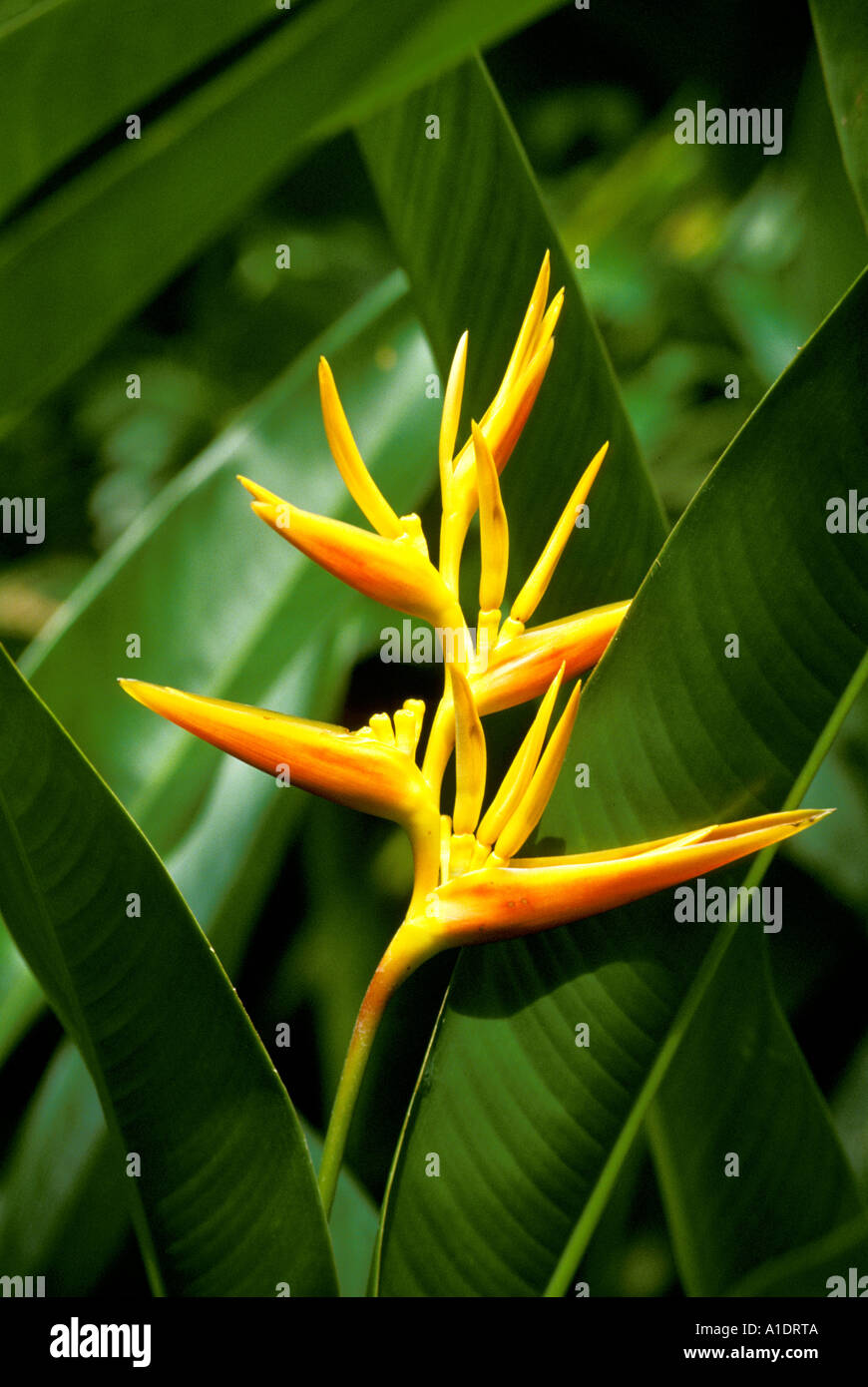 Barbados Flora flowers Caribbean Bird of Paradise Stock Photo - Alamy