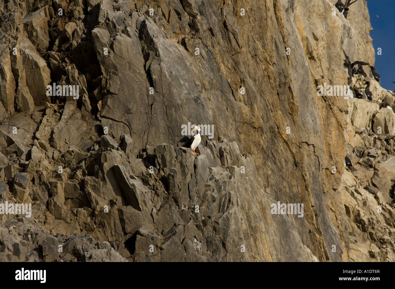 Murre egg on cliff hi-res stock photography and images - Alamy