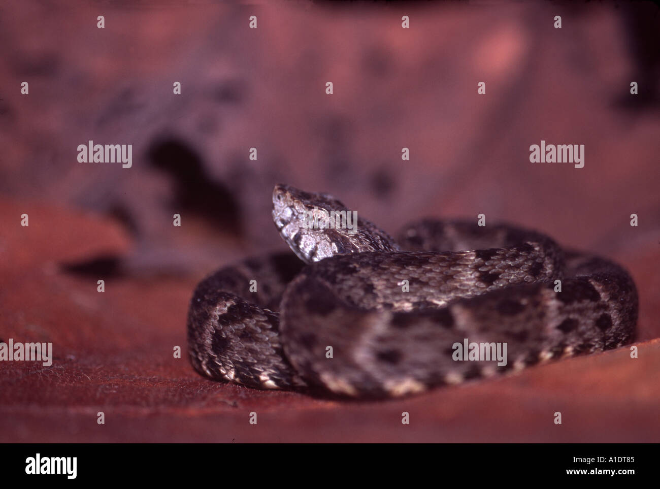 Fer de lance Bothrops atrox Stock Photo - Alamy