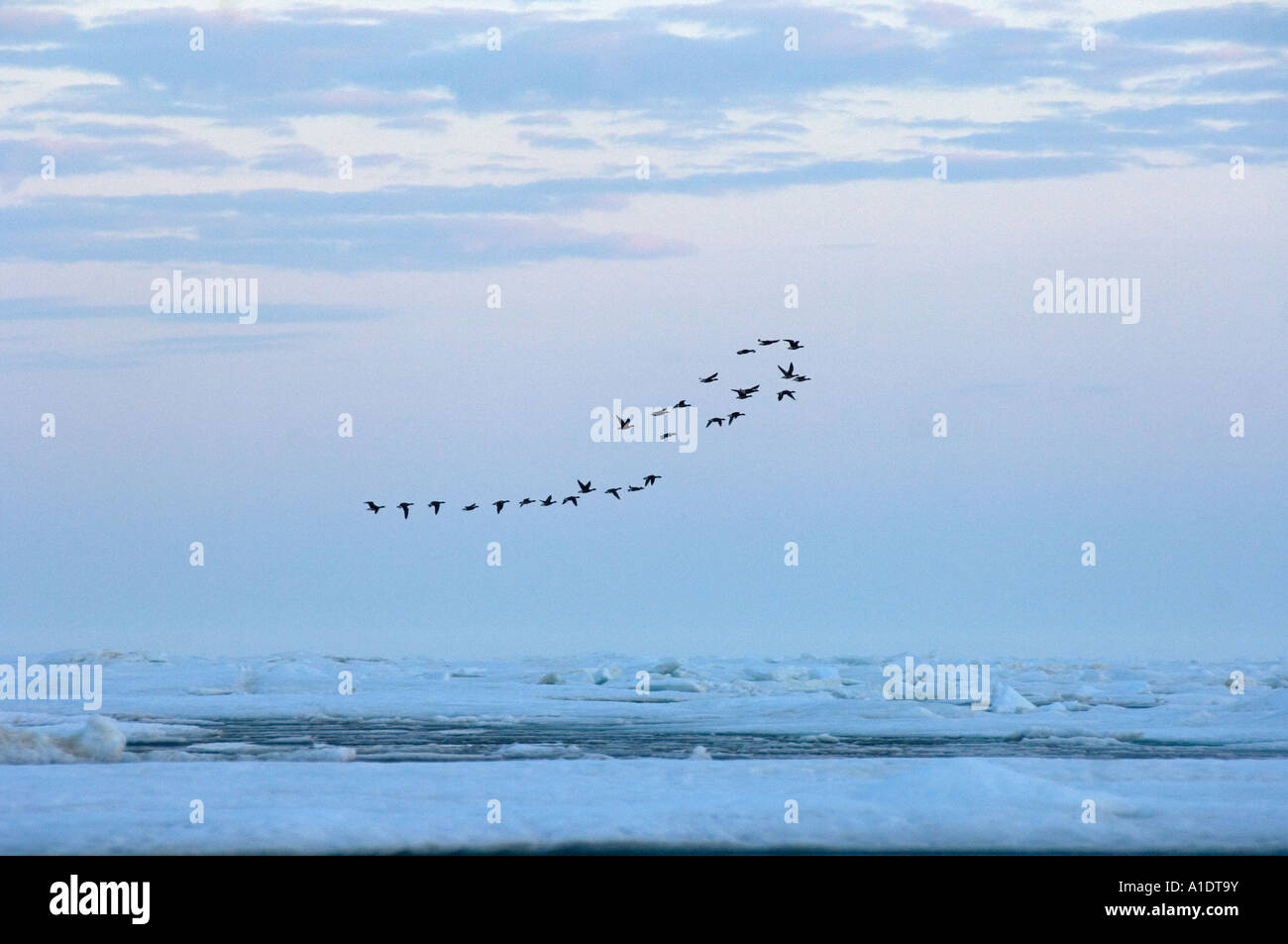 brant Branta bernicla flock in flight along the Arctic coast Point Hope ...