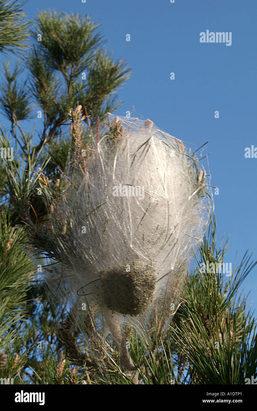 spider, spiders, web, nest, ball, tree, egg, eggs, eggsack, spidersweb ...