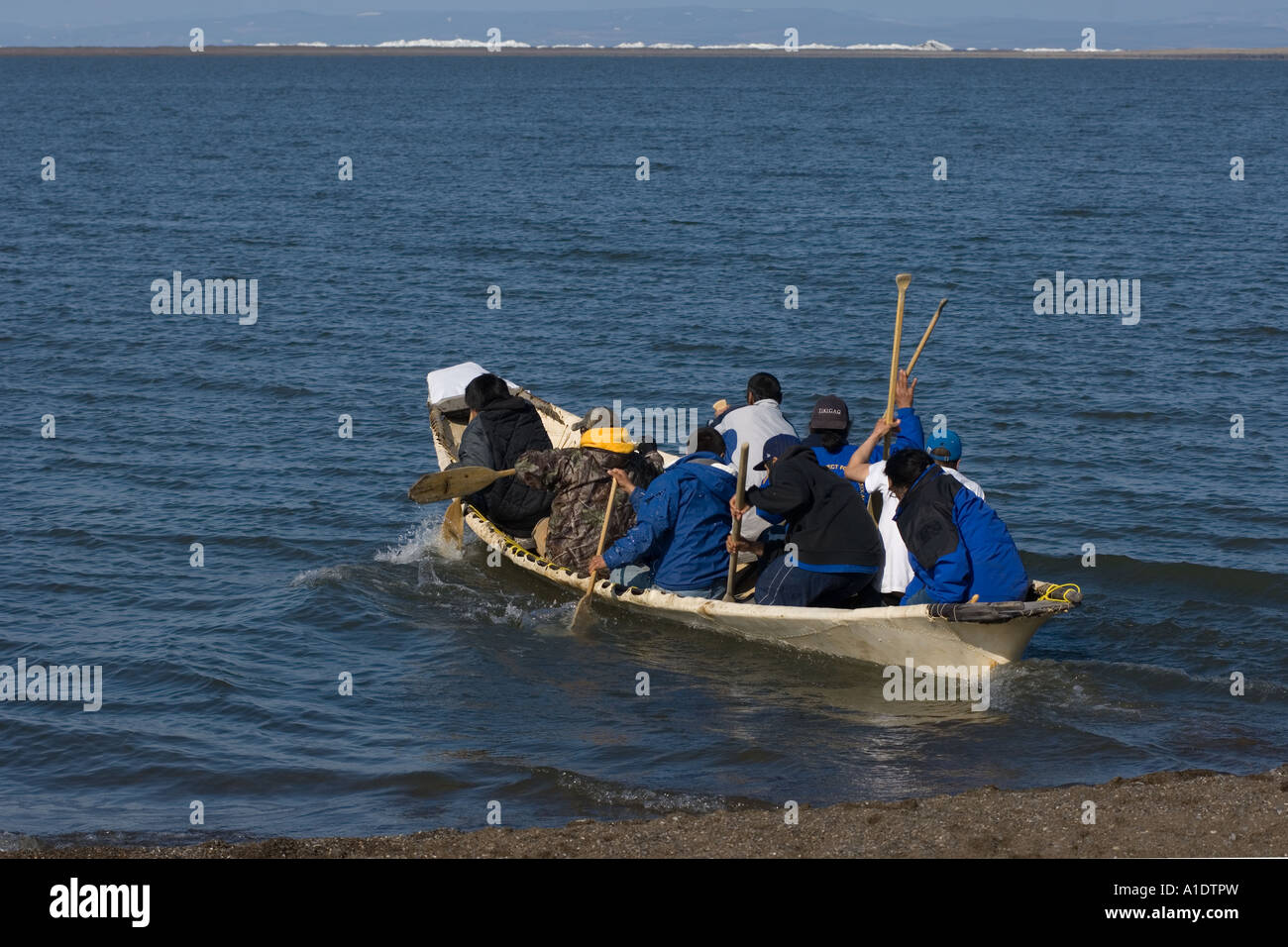 fourth of July umiak skin boat races Arctic coast off Tikigaq Point ...