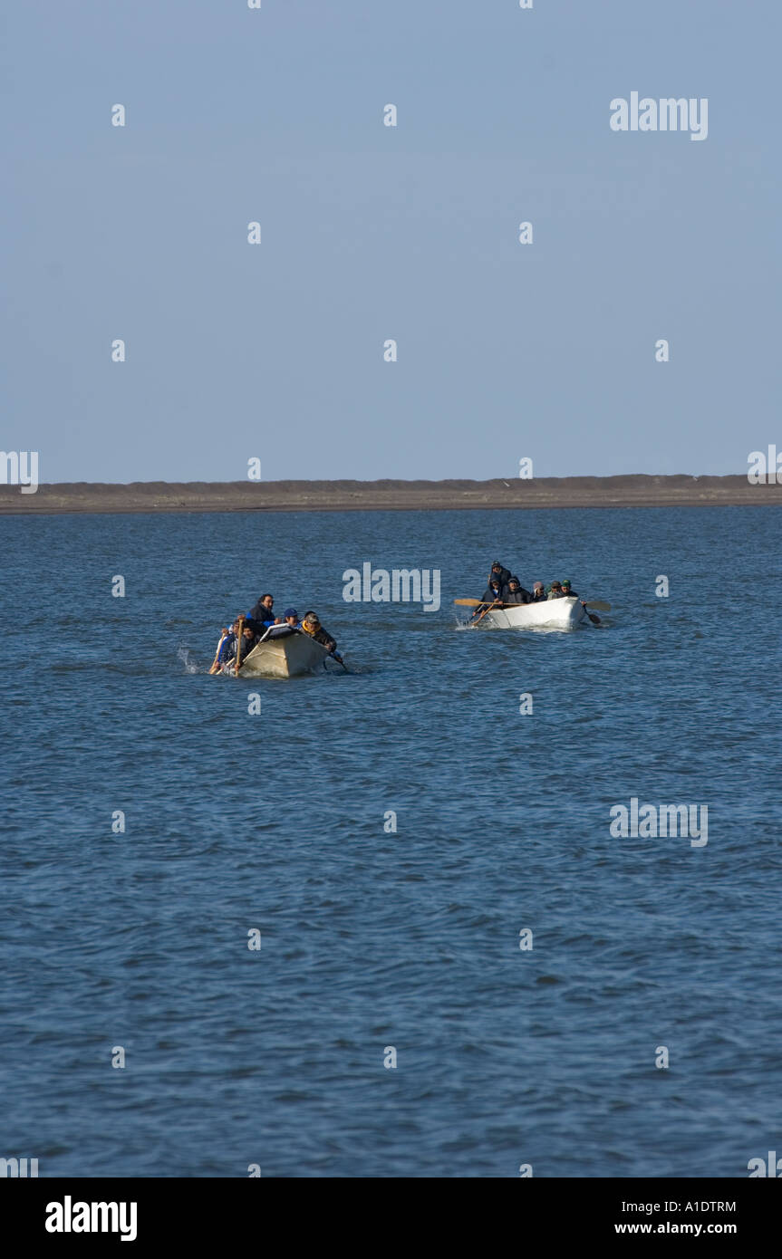 fourth of July umiak skin boat races Arctic coast off Tikigaq Point ...
