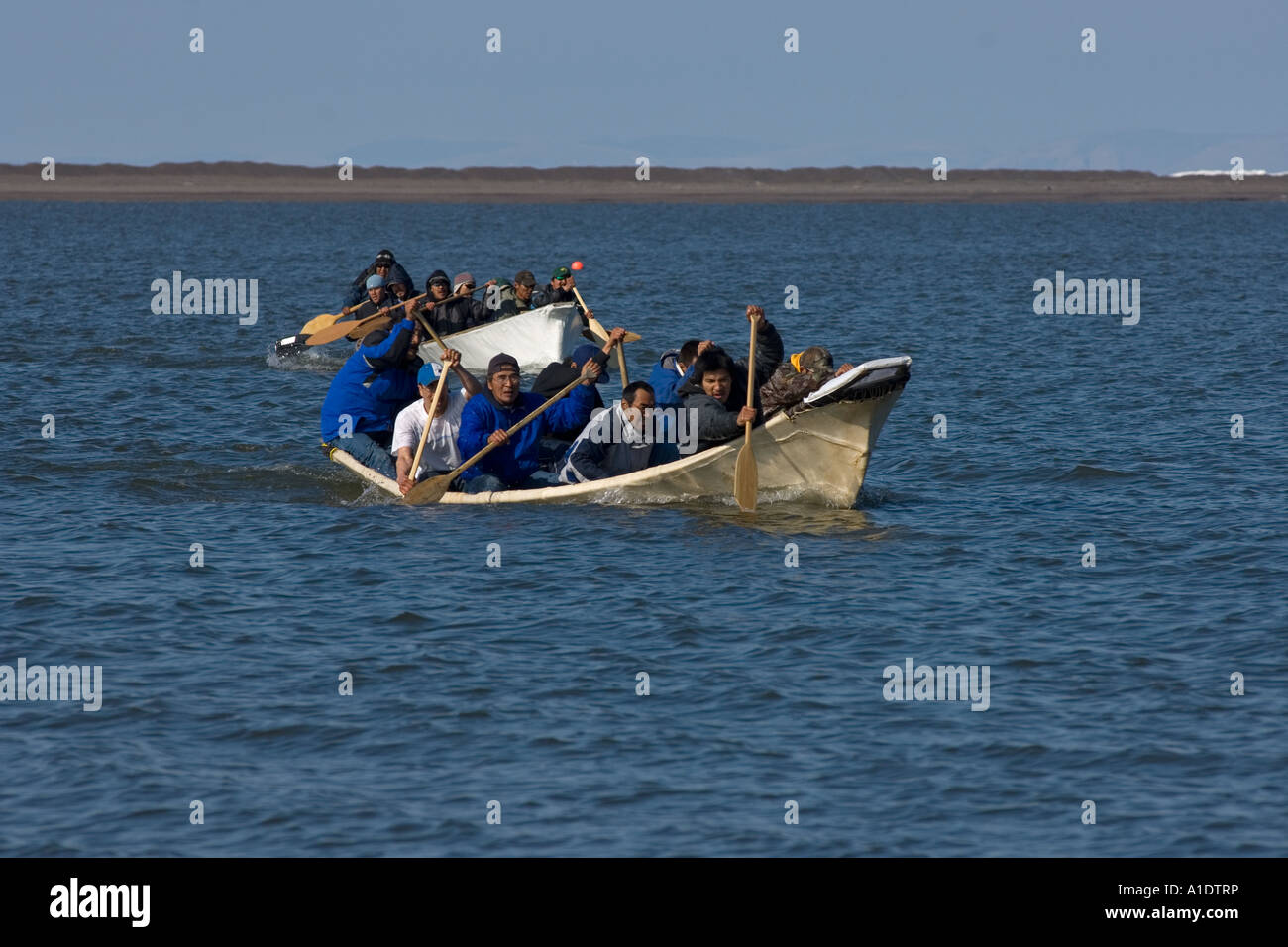 fourth of July umiak skin boat races Arctic coast off Tikigaq Point ...