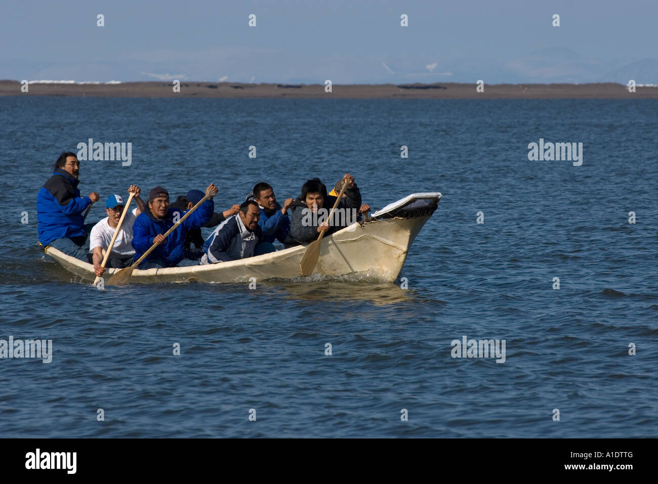 fourth of July umiak skin boat races Arctic coast off Tikigaq Point ...
