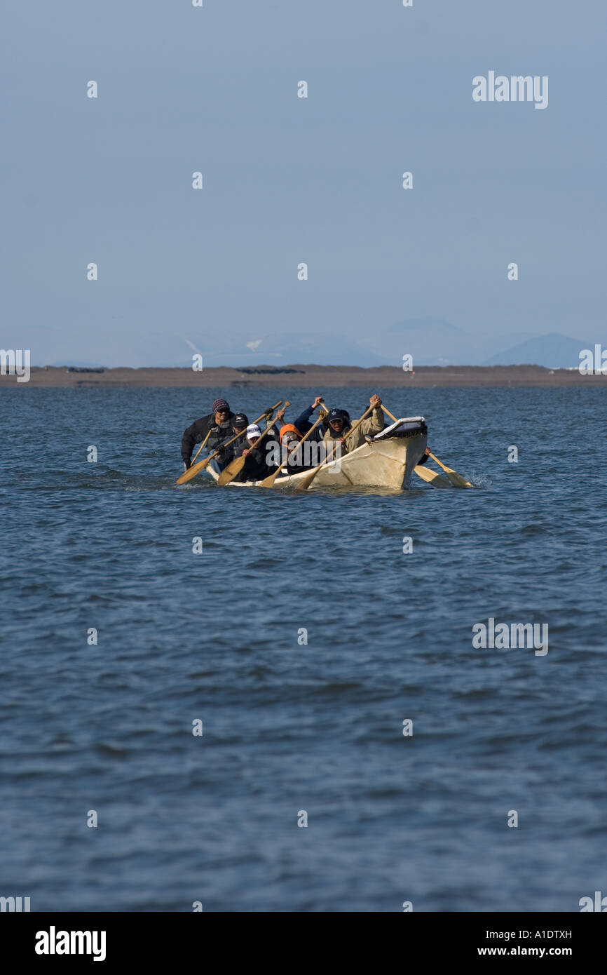 fourth of July umiak skin boat races Arctic coast off Tikigaq Point ...