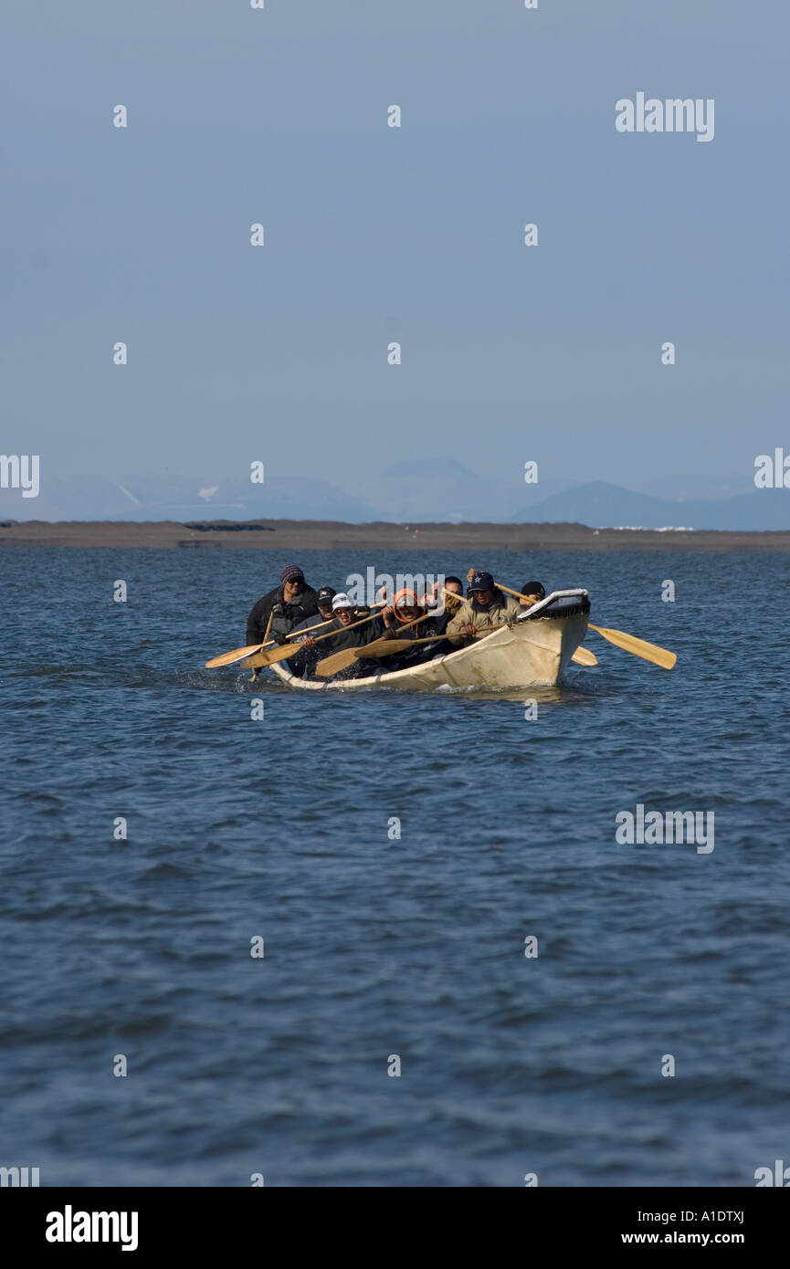 fourth of July umiak skin boat races Arctic coast off Tikigaq Point ...